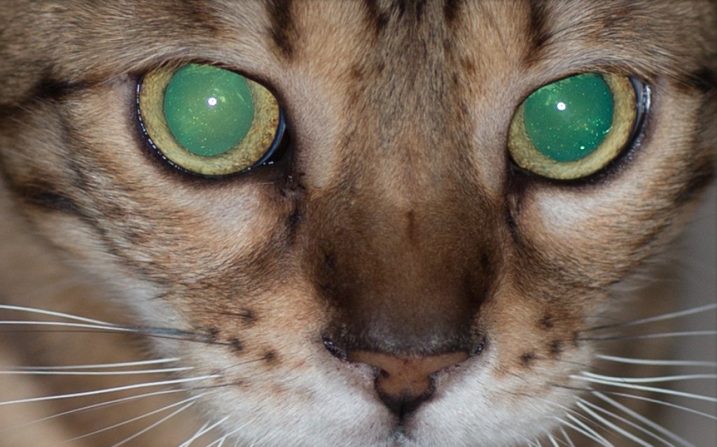 Tapetum lucidum | SPEEDLIGHTER.CA